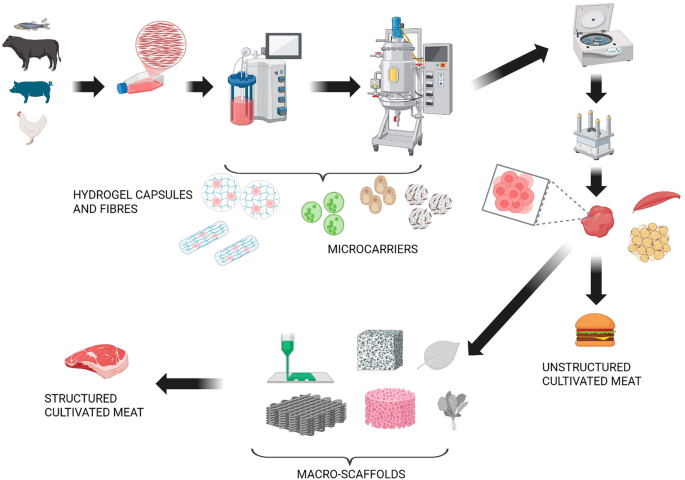 Edible Scaffolds for Cultivated Meat Production | SpringerLink