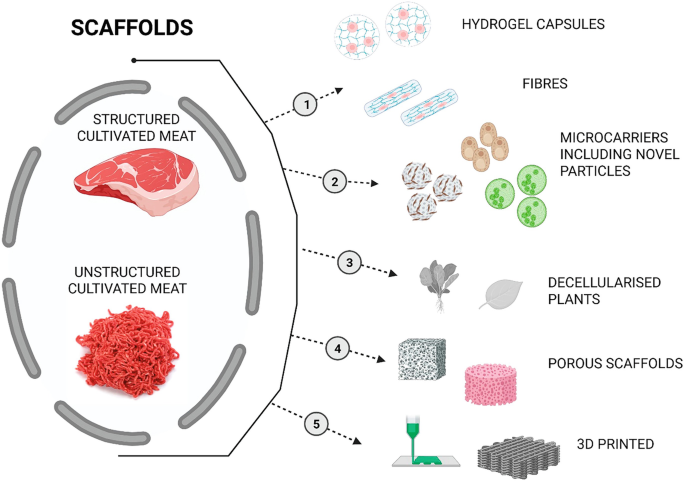 Edible Scaffolds for Cultivated Meat Production | SpringerLink