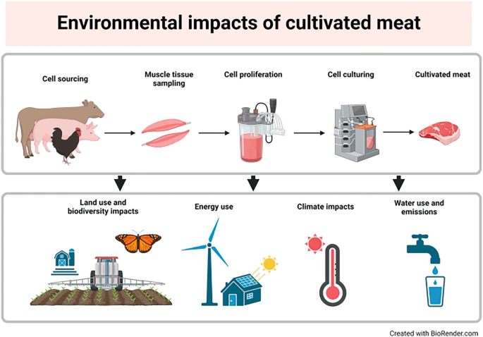 Environmental Sustainability of Cultivated Meat | SpringerLink