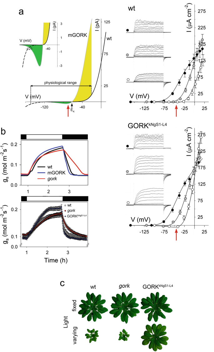 Lessons in Transport and Plant Membrane Bioengineering | SpringerLink