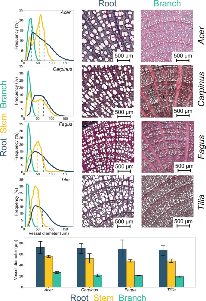 Revisiting Paradigms Related to Root Hydraulic Limitation Under Drought ...
