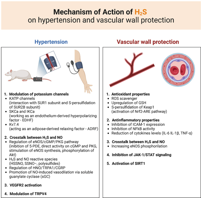 Naturally Occurring H2S-Donors in Vascular Diseases | SpringerLink