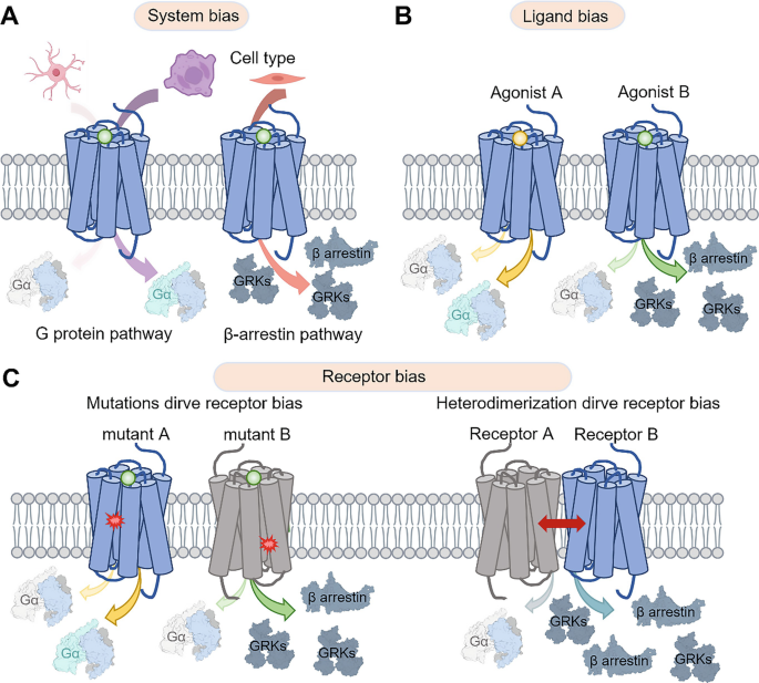 GPCR Heterodimers: Implications for Biased Signaling | SpringerLink