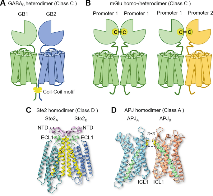 GPCR Heterodimers: Implications for Biased Signaling | SpringerLink