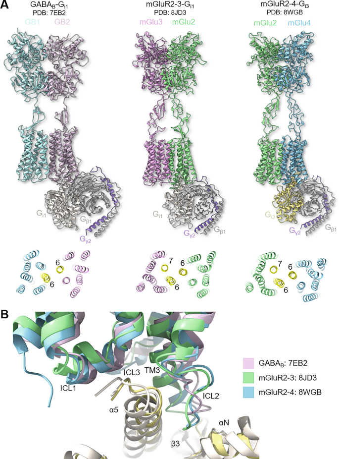 GPCR Heterodimers: Implications for Biased Signaling | SpringerLink