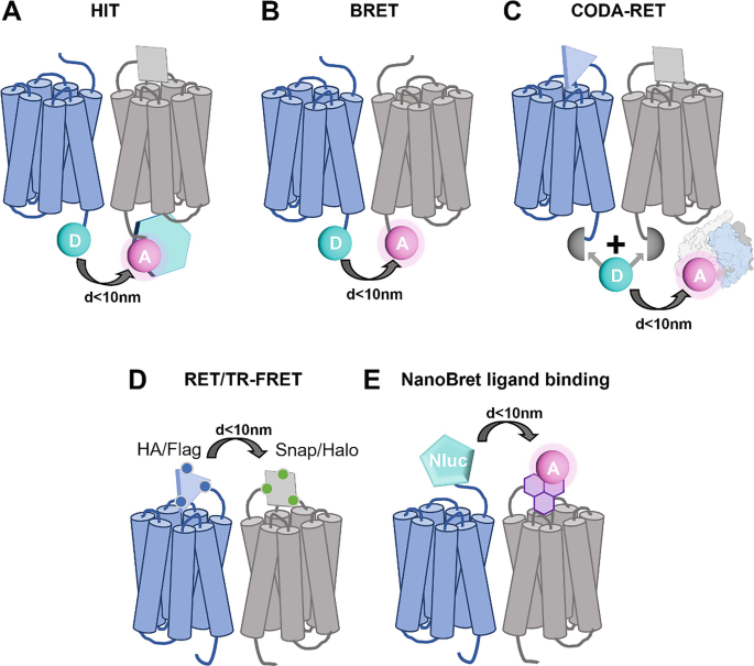 GPCR Heterodimers: Implications for Biased Signaling | SpringerLink