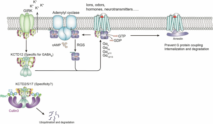 KCTD Family: Emerging Regulators of GPCR Biased Signaling | SpringerLink