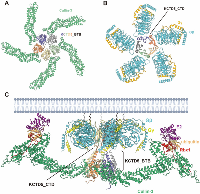 KCTD Family: Emerging Regulators of GPCR Biased Signaling | SpringerLink