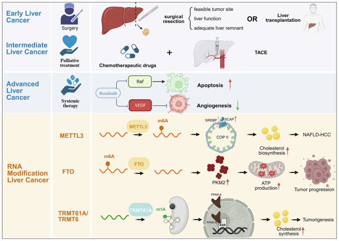 RNA Modifications as a Therapeutic Target in Gastrointestinal Cancer ...