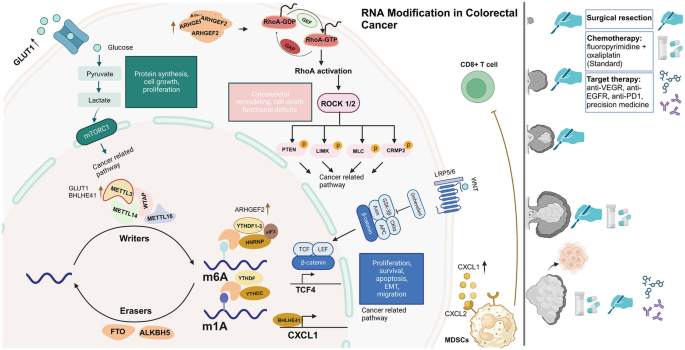 RNA Modifications as a Therapeutic Target in Gastrointestinal Cancer ...