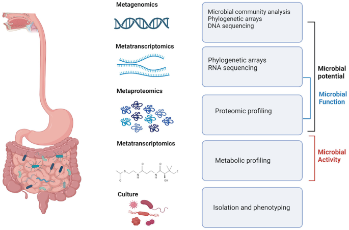 Gut Microbiome and the Role of Its Metabolites as Promoters or ...