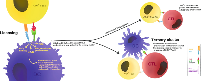 Dendritic Cells in Cancer Immunotherapy: Current State and Future ...