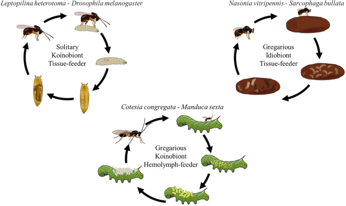 Lipid Metabolism in Parasitoids and Parasitized Hosts | SpringerLink