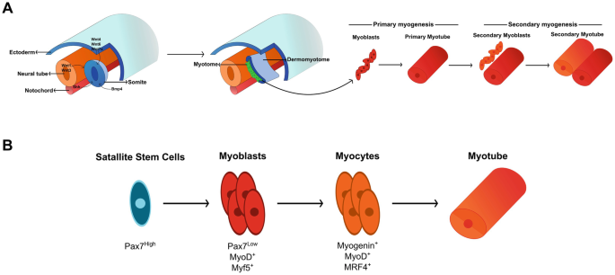 Muscle Organoid and Assembloid Systems | SpringerLink