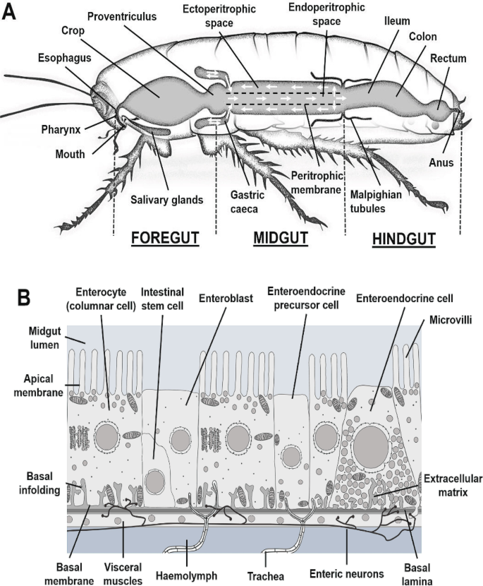 Dietary Lipids and Their Metabolism in the Midgut | SpringerLink