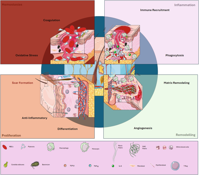 Transformative Therapies for Wound Care: Insights into Tissue ...