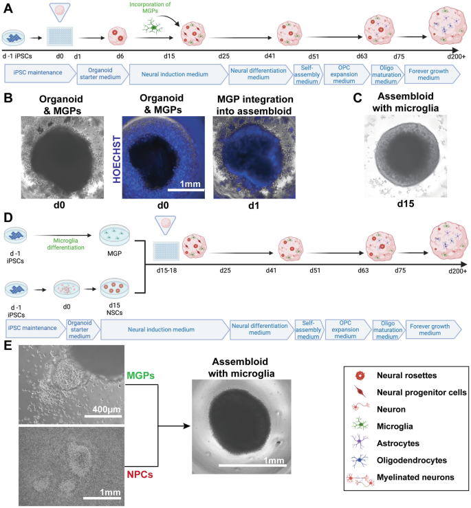 Generating Neuroimmune Assembloids Using Human Induced Pluripotent Stem Cell (iPSC)-Derived ...