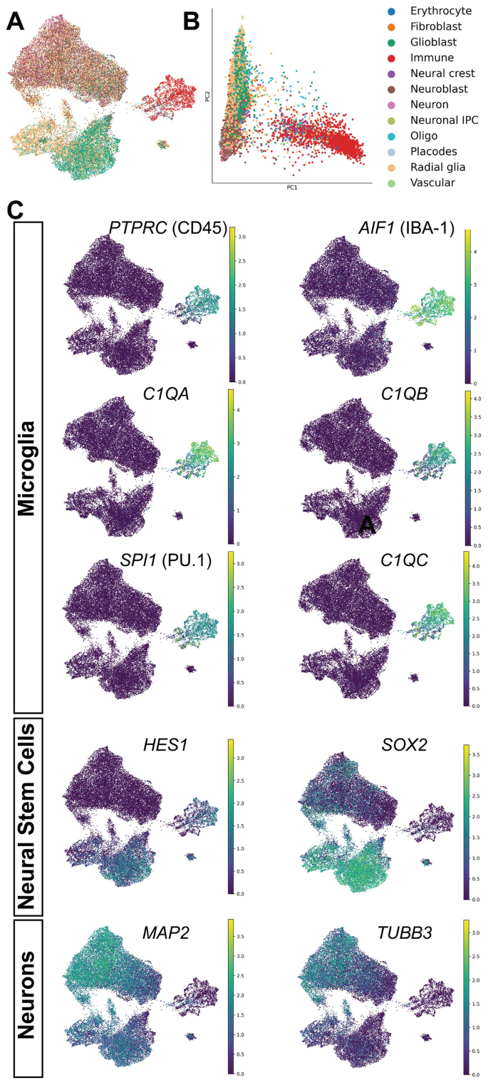 Generating Neuroimmune Assembloids Using Human Induced Pluripotent Stem ...