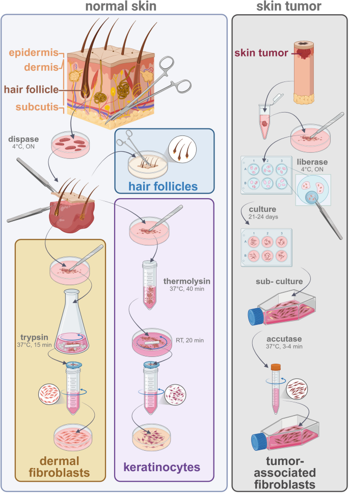 Isolation, Culture, and Analyses of Keratinocytes, Fibroblasts, and ...