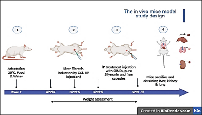 Activating Hepatic Progenitor Stem Cells to Regenerate Liver Cells ...