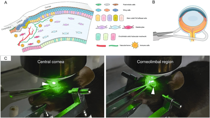 Intravital Multiphoton Imaging of the Mouse Ocular Surface: From the ...