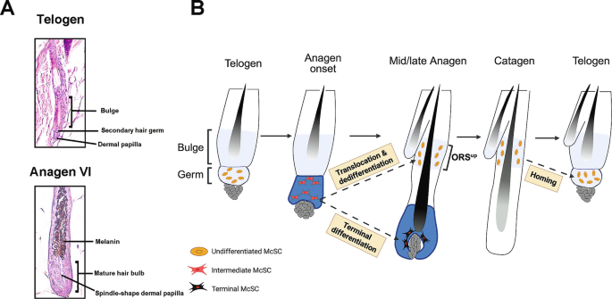 Intravital Imaging of Hair Follicle Melanocyte Stem Cells | Springer ...