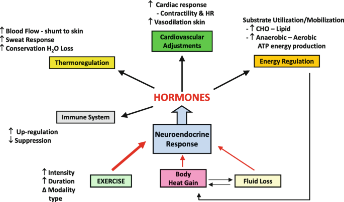 Exercise and Neuroendocrinology | SpringerLink