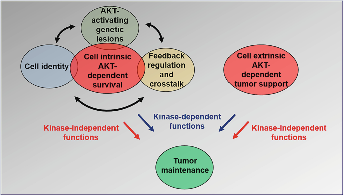 AKT as a Therapeutic Target in Cancer | SpringerLink