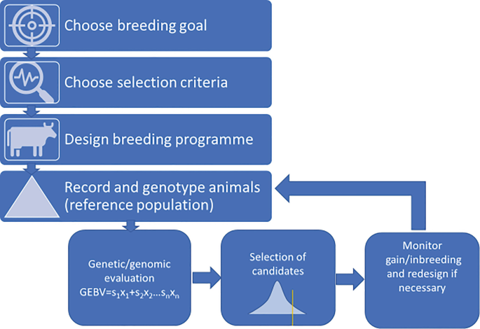Dairy Cattle Breeding | SpringerLink