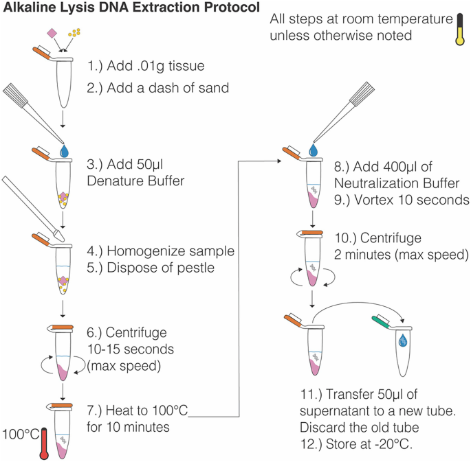 Cost-Effective DNA Extraction for DNA Barcoding Diverse Biological ...