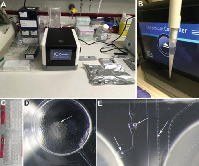 Analysis and Visualization of Single-Cell Sequencing Data with Scanpy and MetaCell: A Tutorial ...