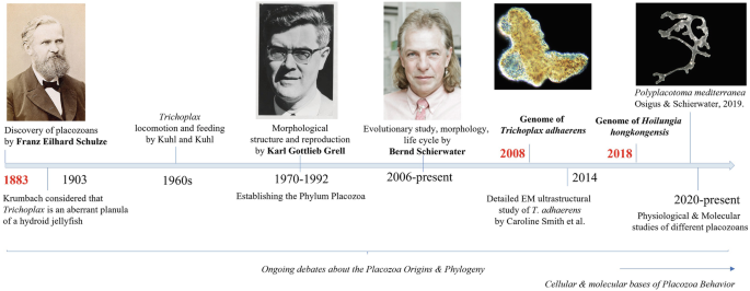 Brief History of Placozoa | SpringerLink