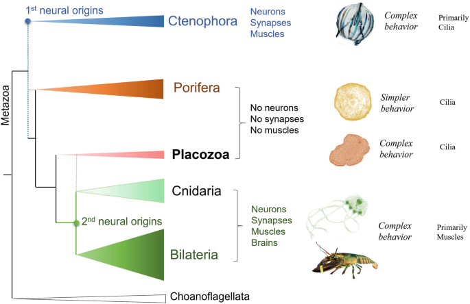 Brief History of Placozoa | SpringerLink