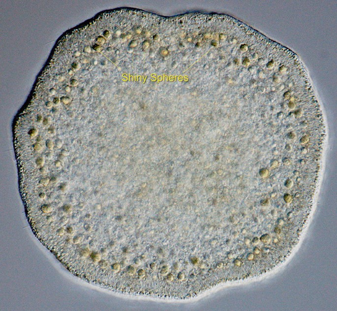 Brief History of Placozoa | SpringerLink