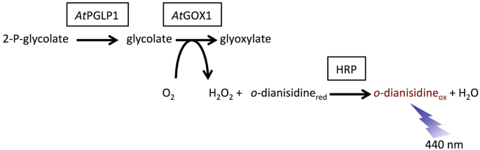 Determination of Phosphoglycolate Phosphatase Activity via a Coupled ...
