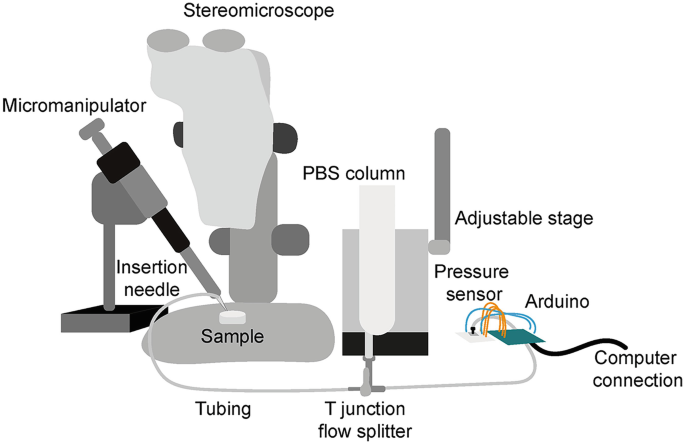 Lumen Pressure Modulation in Chicken Embryos | SpringerLink