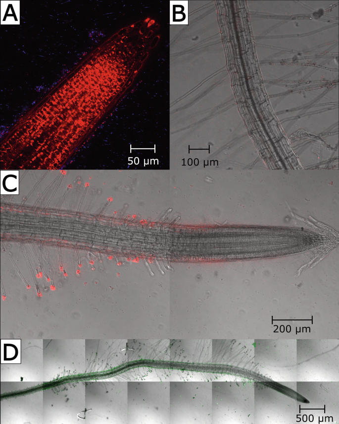 Arabidopsis Root Microbiome Microfluidic (ARMM) Device for Imaging ...