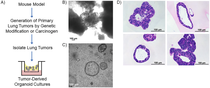 Using 3-Dimensional Cultures to Propagate Genetically Modified Lung ...