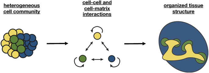 High-Throughput Assembly of Compositionally Controlled 3D Cell ...