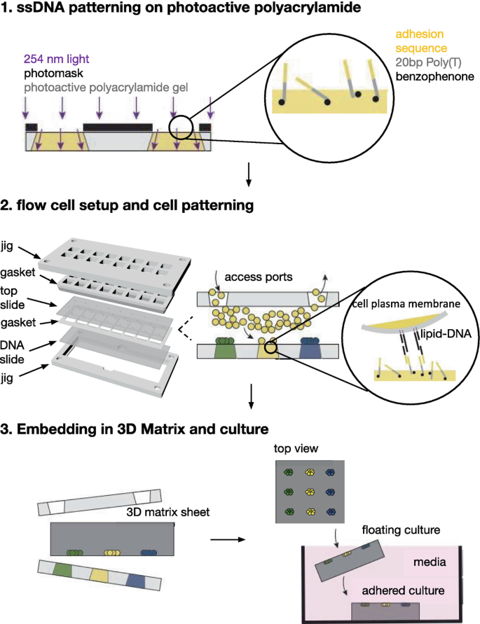High-Throughput Assembly of Compositionally Controlled 3D Cell Communities for Developmental ...