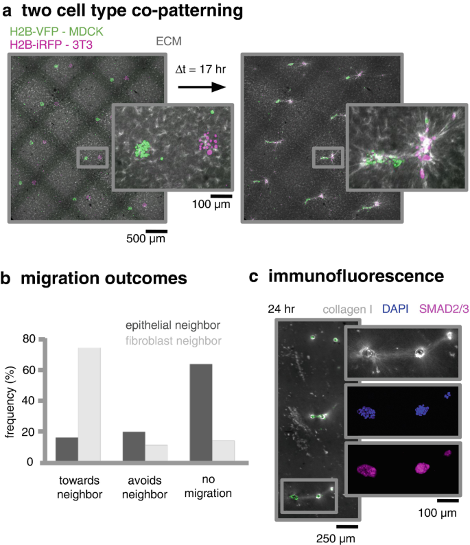 High-Throughput Assembly of Compositionally Controlled 3D Cell ...