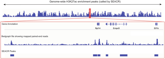Genome-Wide Profiling of Cis-regulatory Elements in Mammalian Skin ...
