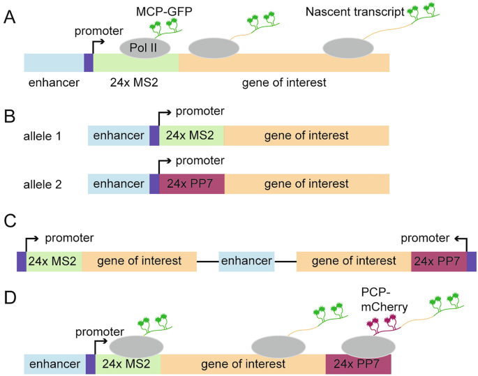 Multi-labeling Live Imaging to Quantify Gene Expression Dynamics During ...