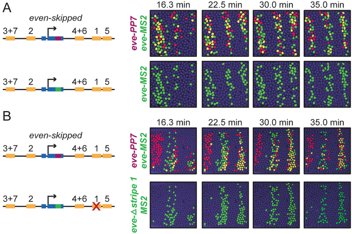 Multi-labeling Live Imaging to Quantify Gene Expression Dynamics During ...