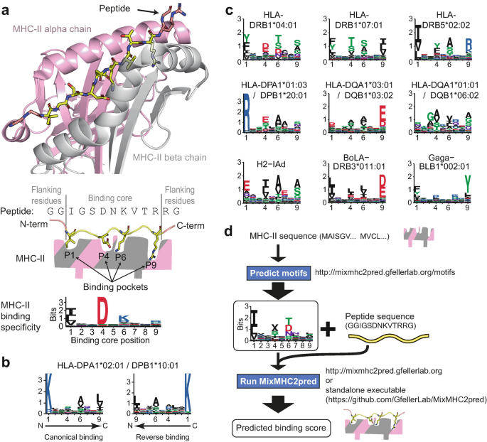 How to Predict Binding Specificity and Ligands for New MHC-II Alleles ...
