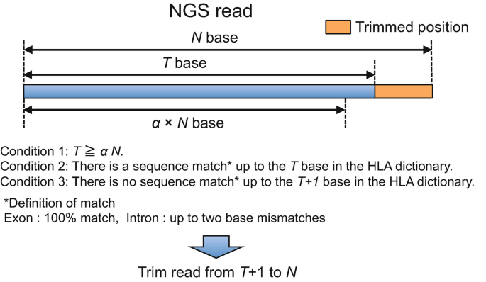 Comprehensive HLA Typing from a Current Allele Database Using Next-Generation Sequencing Data ...