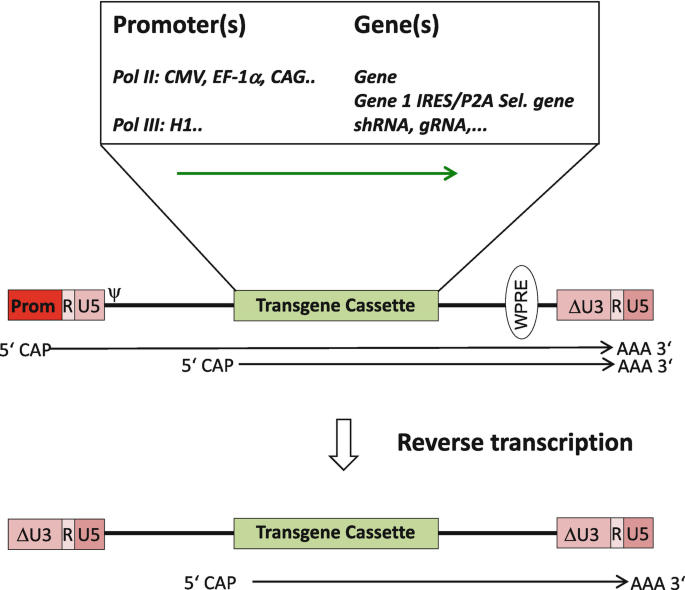 Stable Expression by Lentiviral Transduction of Cells | SpringerLink