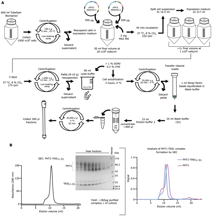 Transient Co-expression of Membrane Protein Complexes in Mammalian ...