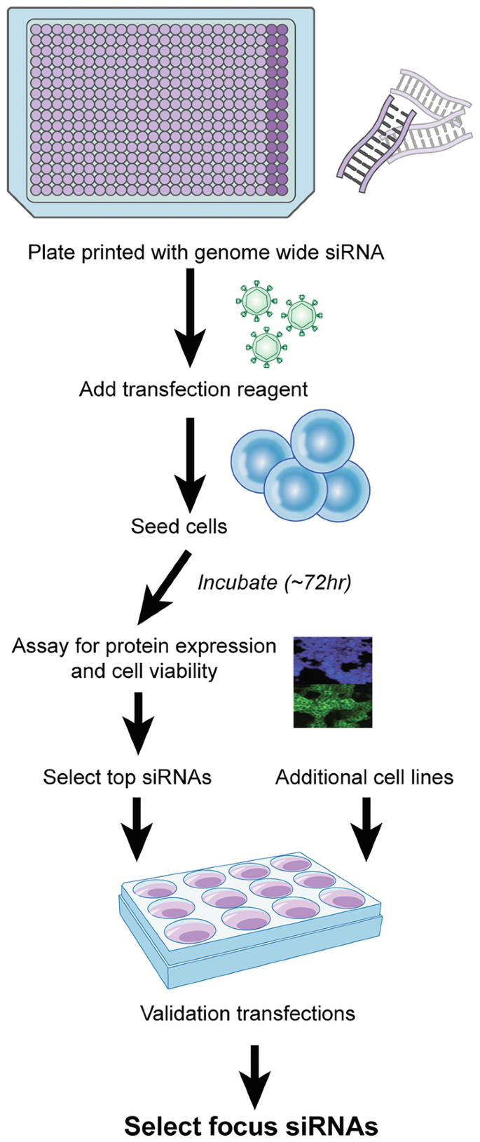 Genome-Wide High-Throughput RNAi Screening for Identification of Genes ...