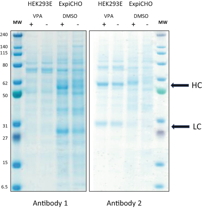 Small-Scale Cultivation and Transfection of ExpiCHO and HEK293E Cells ...